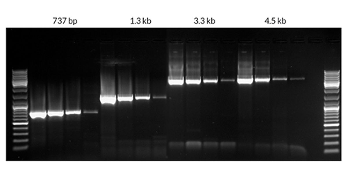 KAPA Long Range PCR Kits reviews