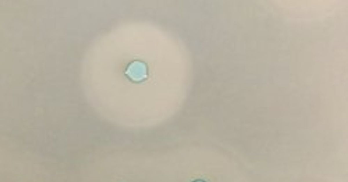 Lab M’s new Fraser Broth PLUS improves choice for Listeria culture