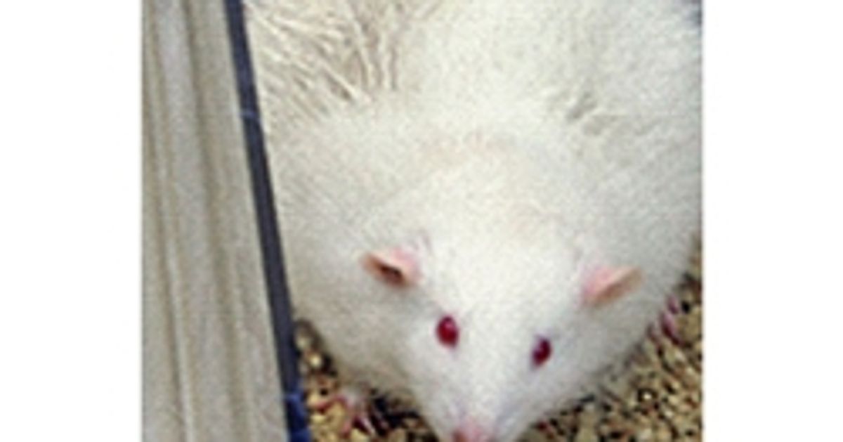 Leptin Knockout Rat — KiloRat™