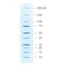 Precision Plus Protein Unstained Protein Standards #1610363 reviews