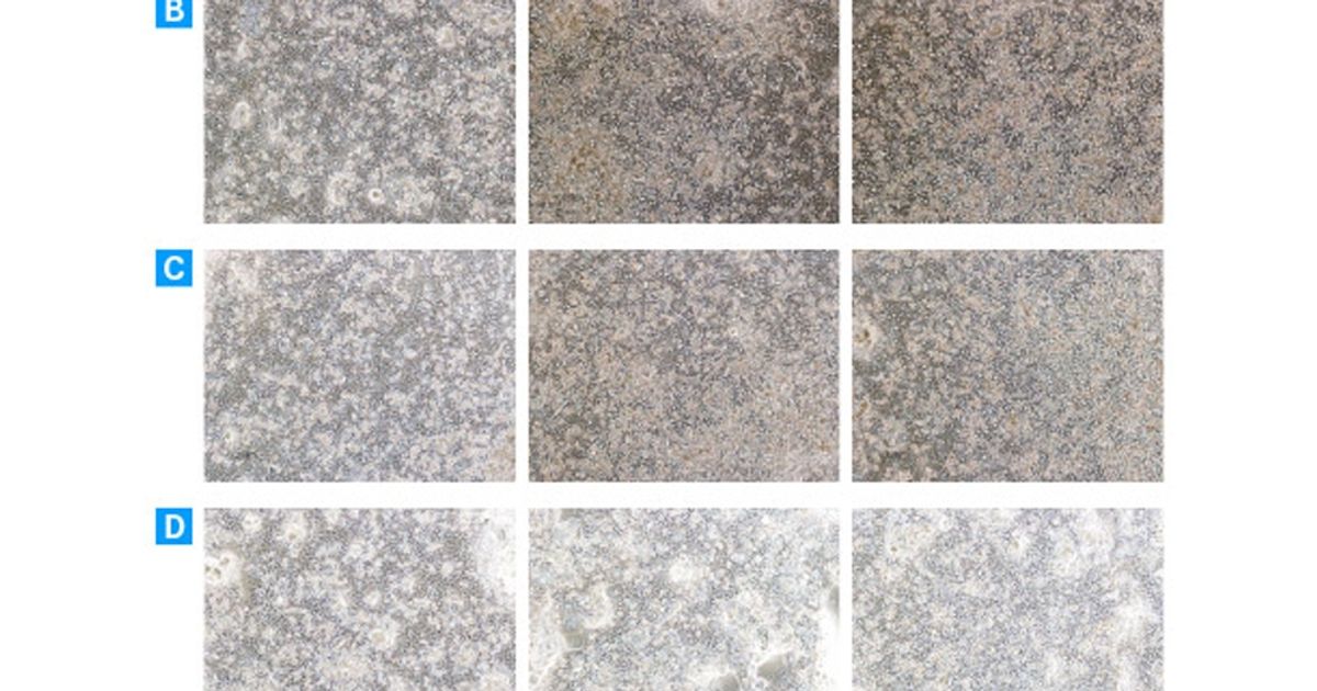 Cellartis® Power™ Primary HEP Medium