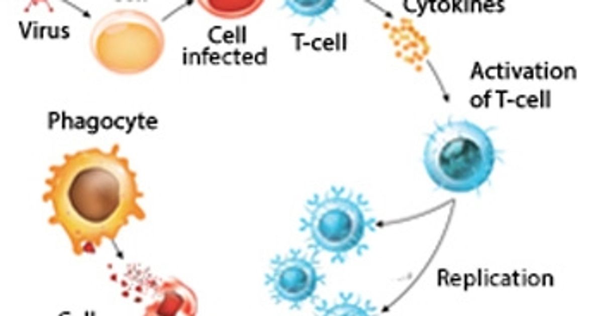 Using peptide-based T cell activation assays to identify COVID-19 epitopes