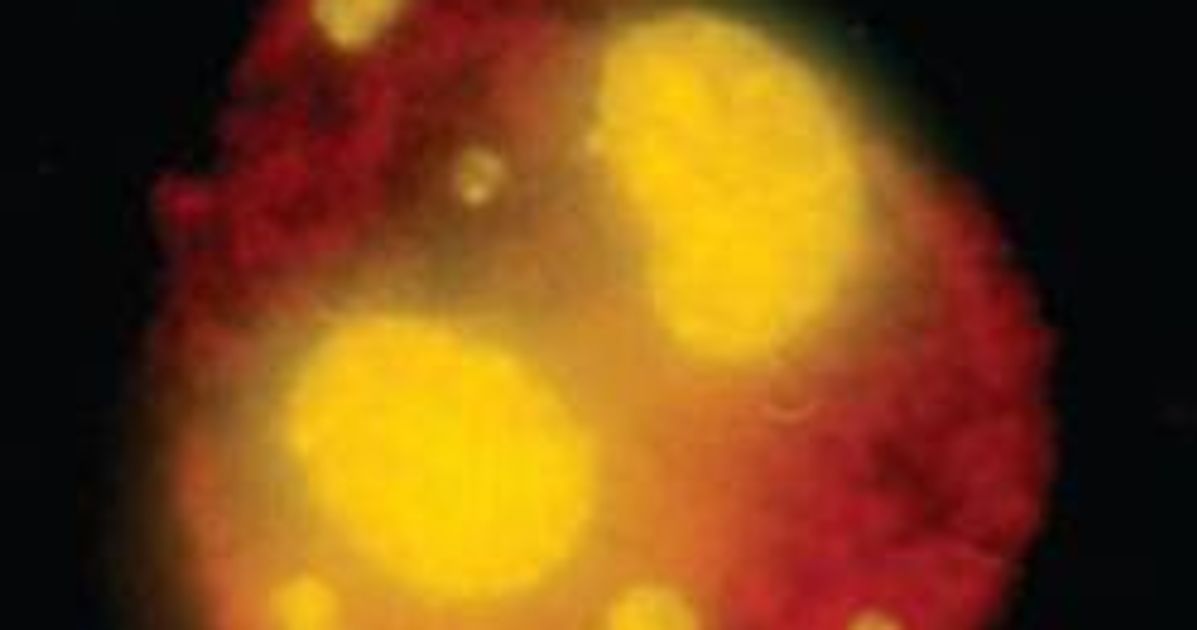 Gentronix Expands Genotoxicity Testing Services with Introduction of in ...