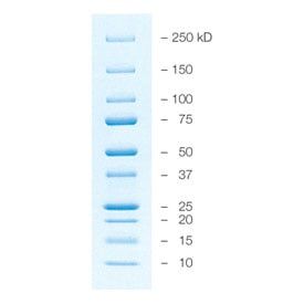 Precision Plus Protein™ All Blue Prestained Protein Standards ...