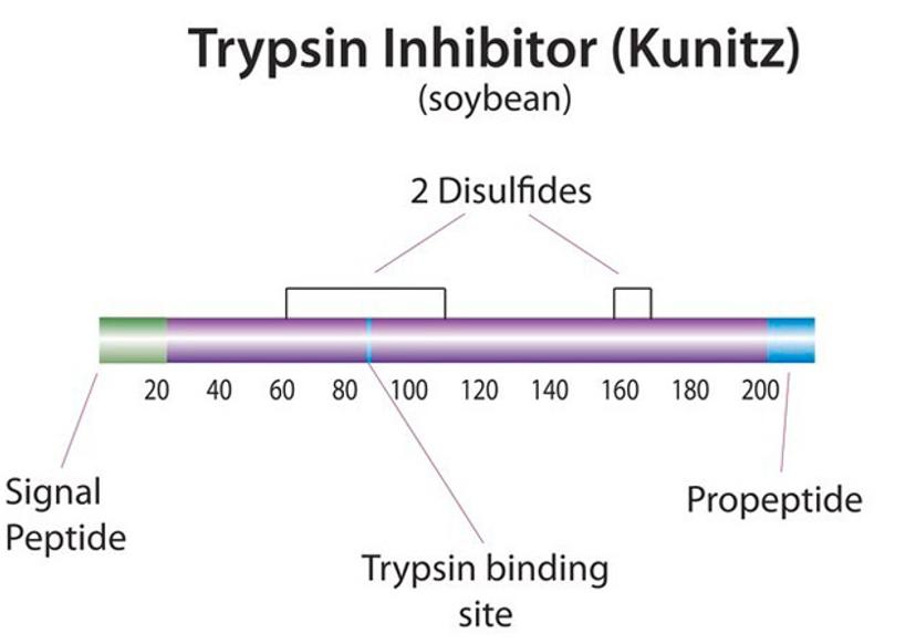 Precision Plus Protein Unstained Protein Standards #1610363 reviews