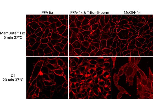 MemBrite® Fix Cell Surface Staining Kits reviews