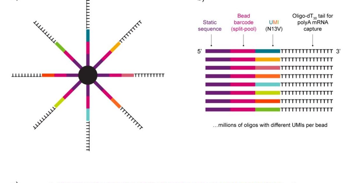 NxSeq™ Single-cell RNA-seq Beads