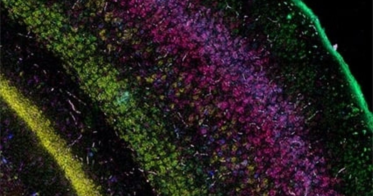 RNAscope™ Multiplex Fluorescent Assays