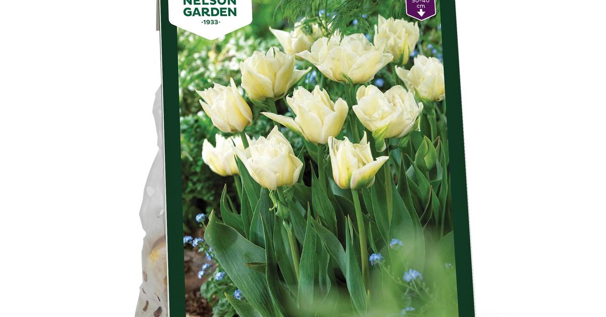 Tulipan, tidlig dobbelt 'Global Desire' - Efterårsløg | Nelson Garden
