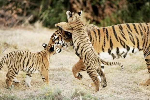 Shanghai Tang Gets Charitable With "Save China's Tigers" Collection ...
