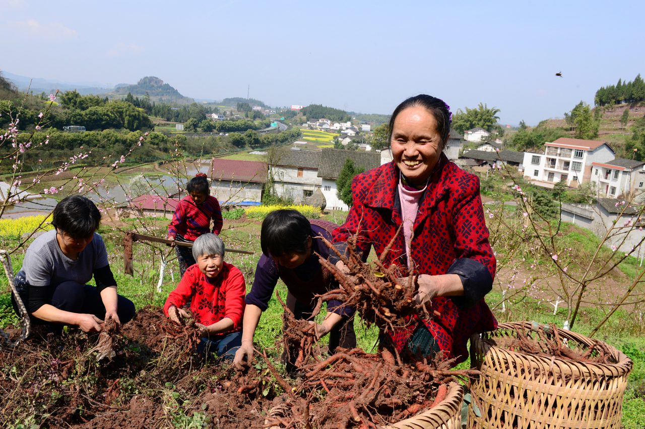 Beauty Brands Take Notice as TCM Prices Skyrocket | Jing Daily