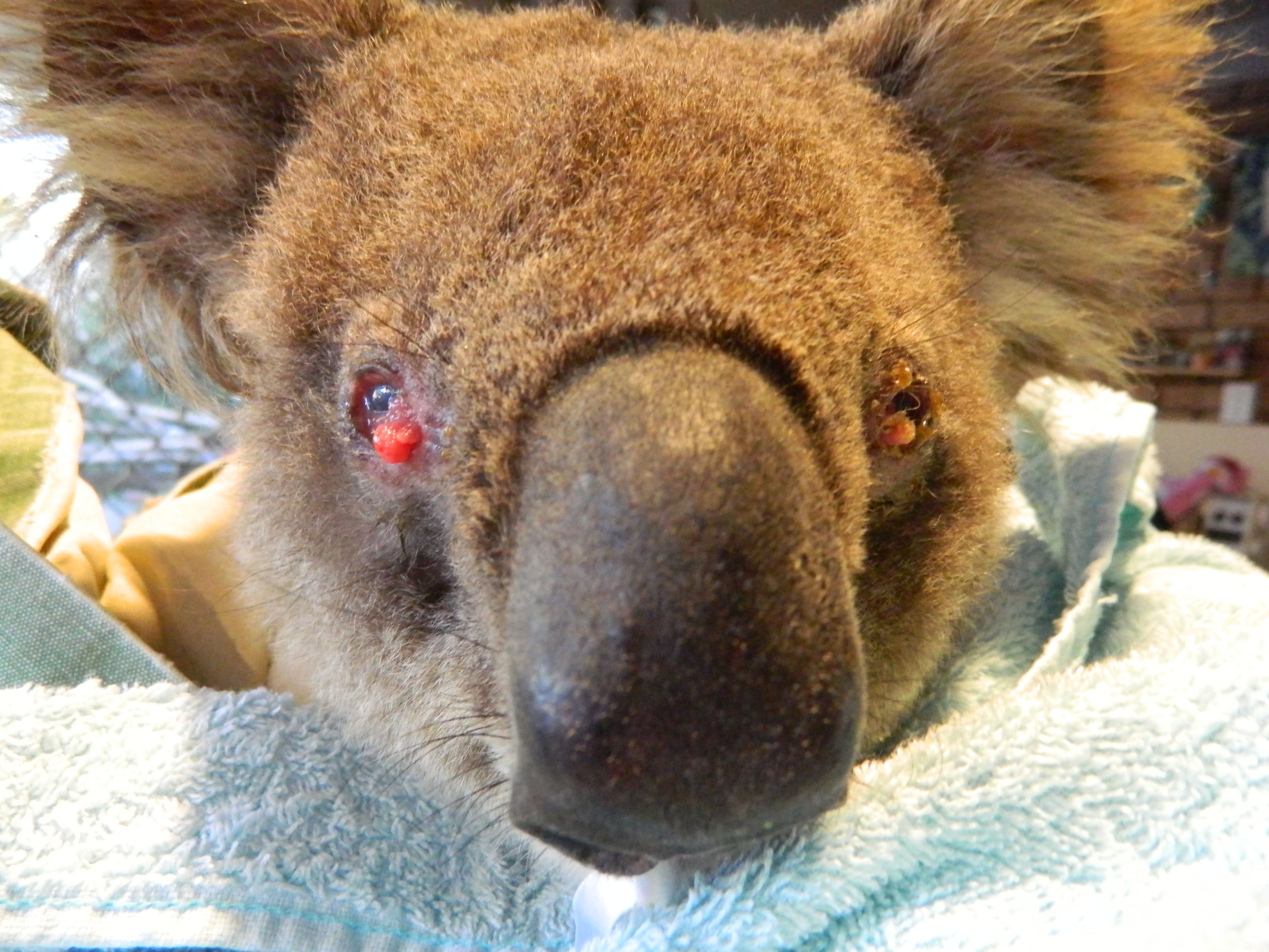 Koala Problems | KOALAS IN CARE INC