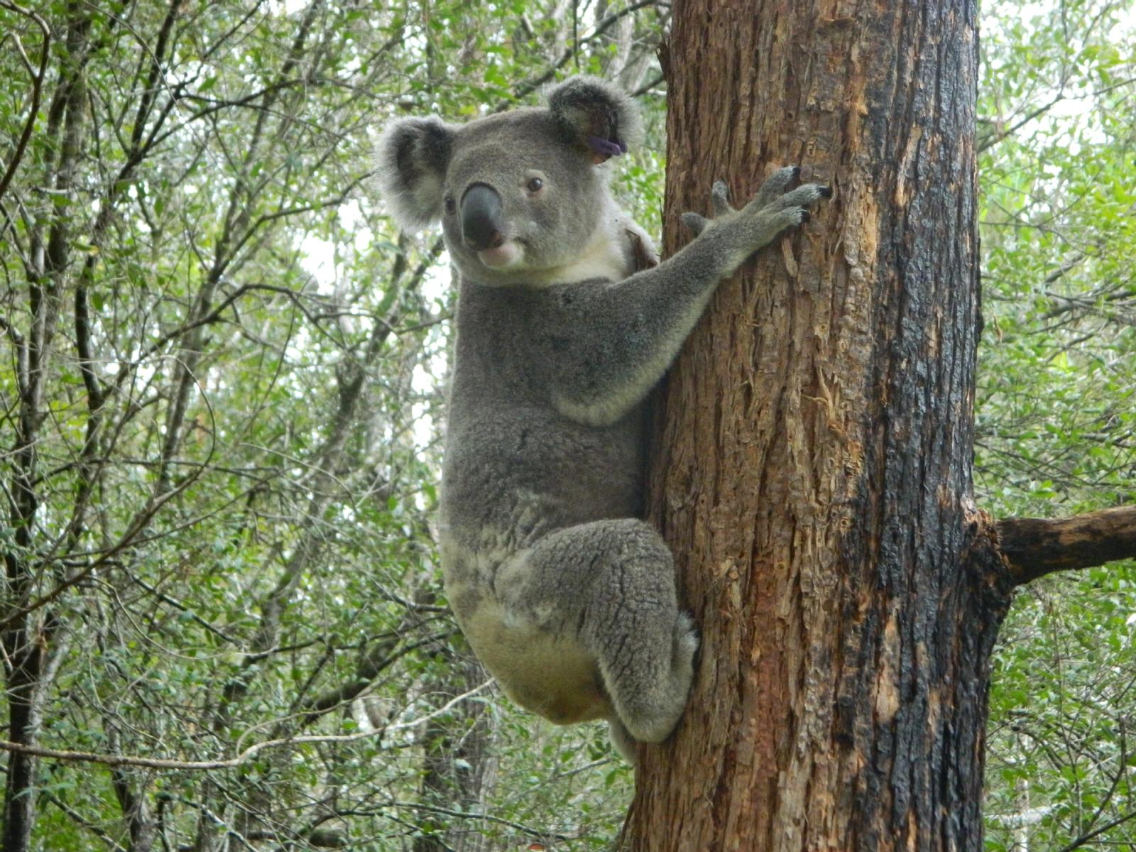 Join Us | KOALAS IN CARE INC