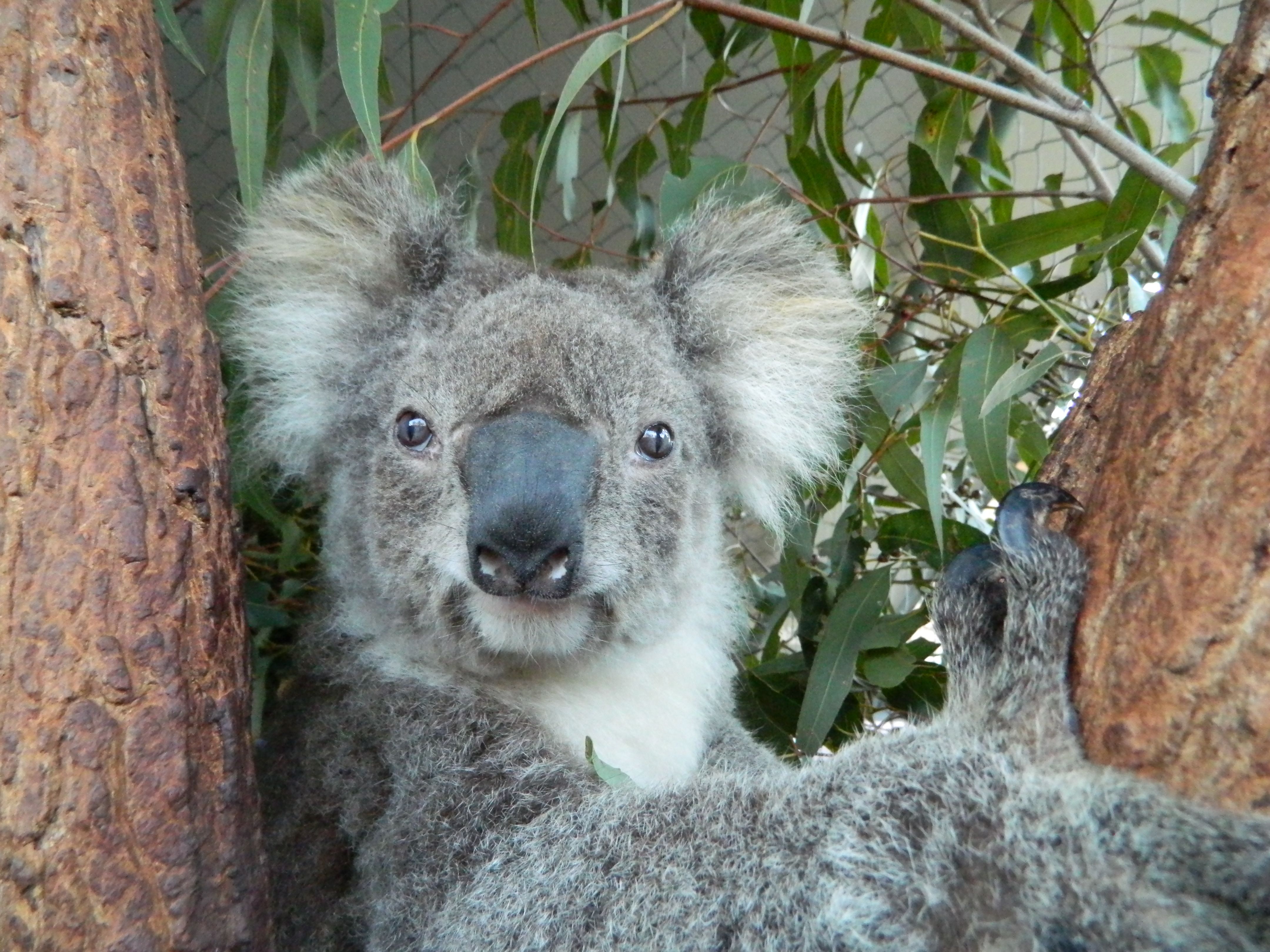 Habitat | KOALAS IN CARE INC