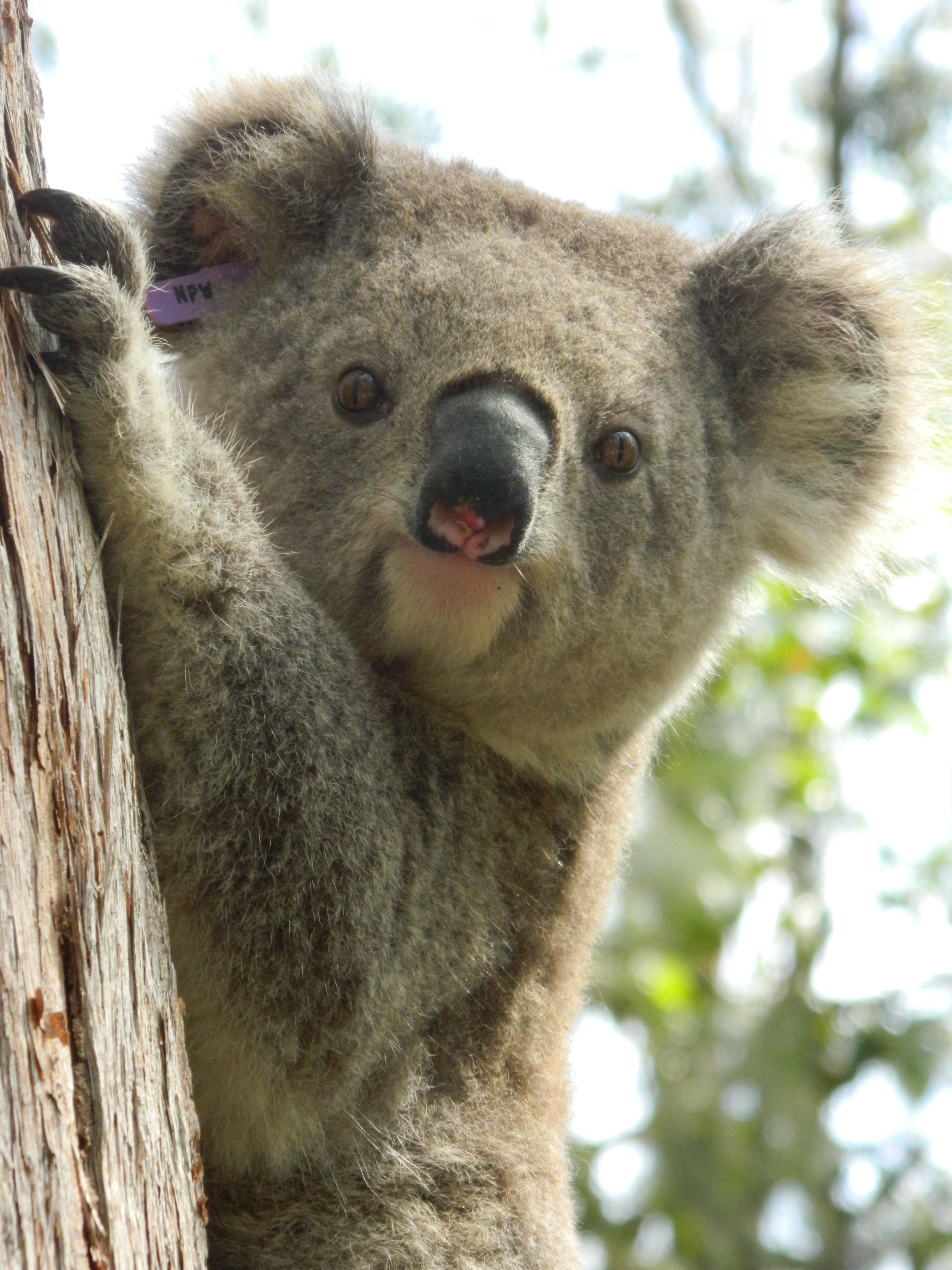 Home | KOALAS IN CARE INC