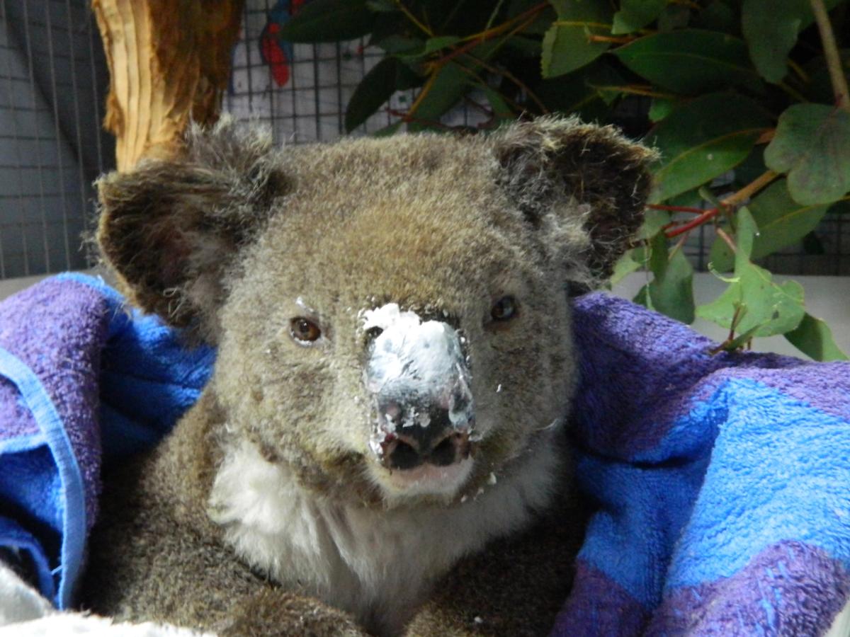 Koala Problems | KOALAS IN CARE INC