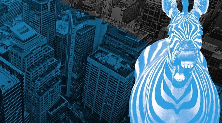 Blue Zebra launches three new products | Envest