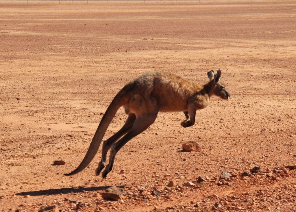 How to Avoid an Animal Strike in the Outback | Club 4x4