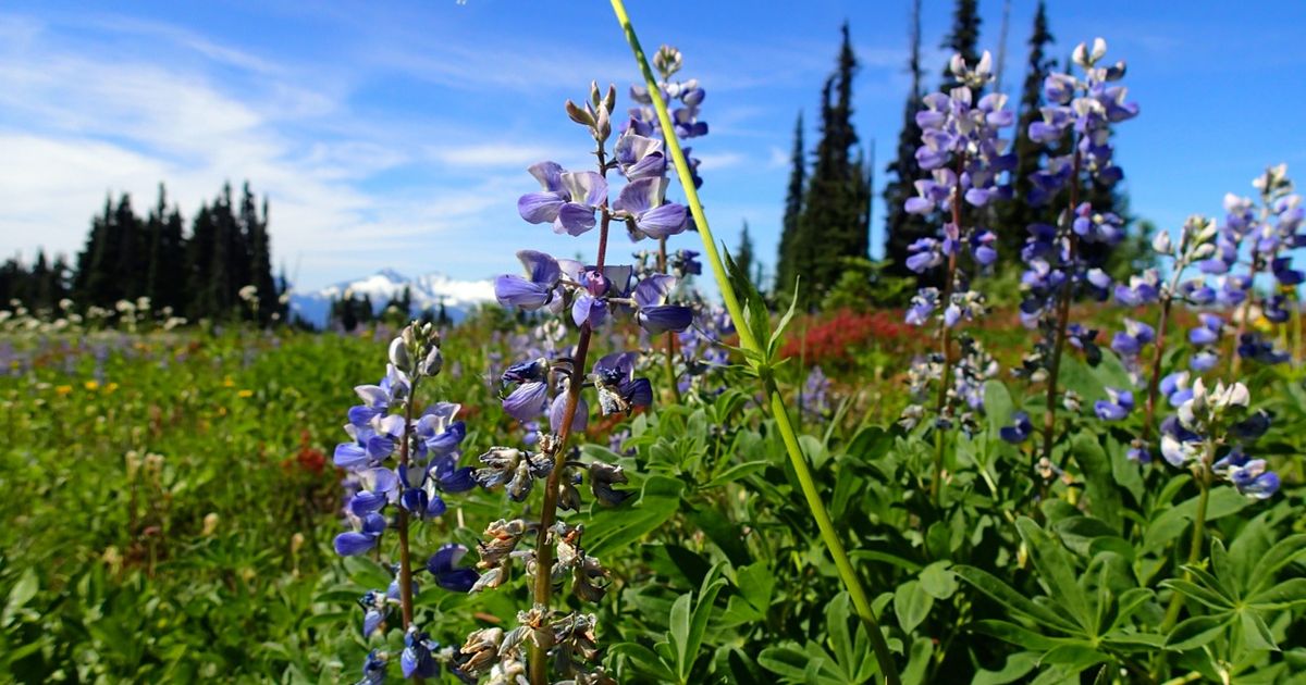 6 Vancouver Area Hikes for Incredible Wildflowers | Destination Vancouver