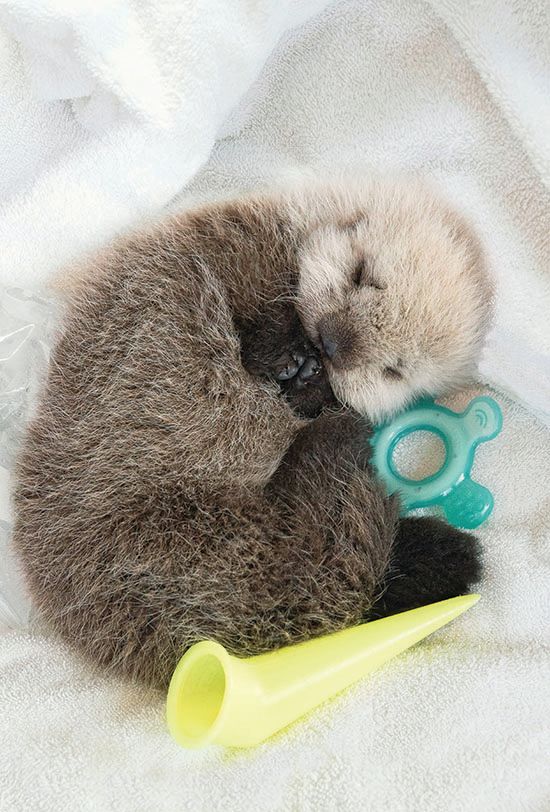 You Otter Know that Saturday Kicks Off Otter Awareness Week at ...