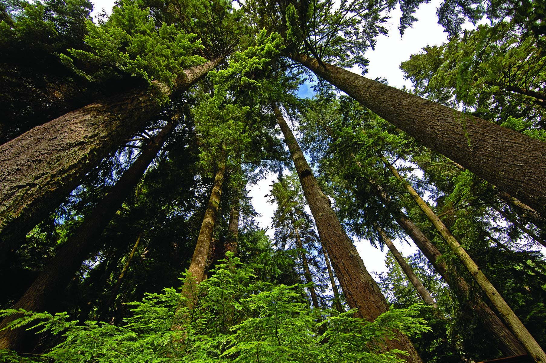 Pacific Spirit Park | Destination Vancouver