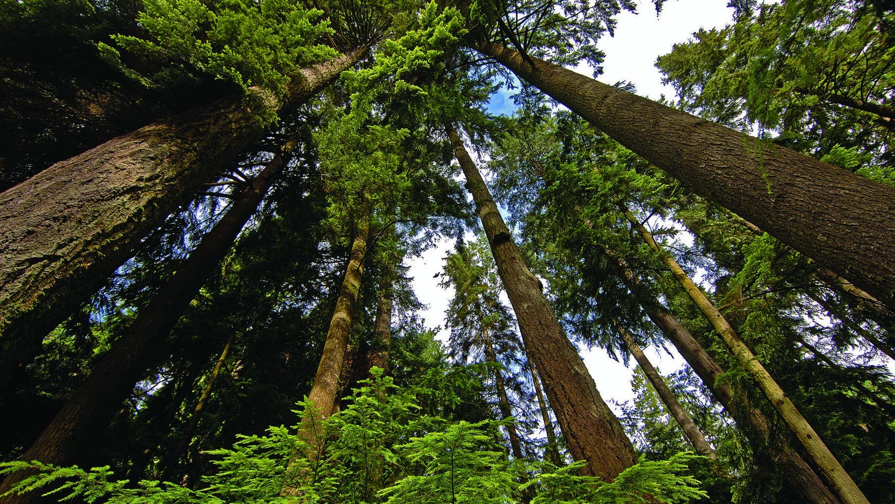 Pacific Spirit Park Destination Vancouver pacific-spirit-park-destination-vancouver