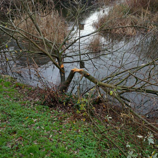 Urban Beavers Move into Vancouver’s Olympic Village | Destination Vancouver