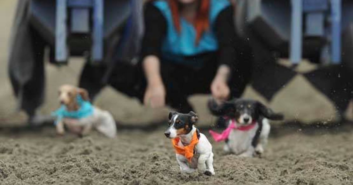 Wiener Dogs Race for Top Dog Trophy this Weekend in Vancouver ...