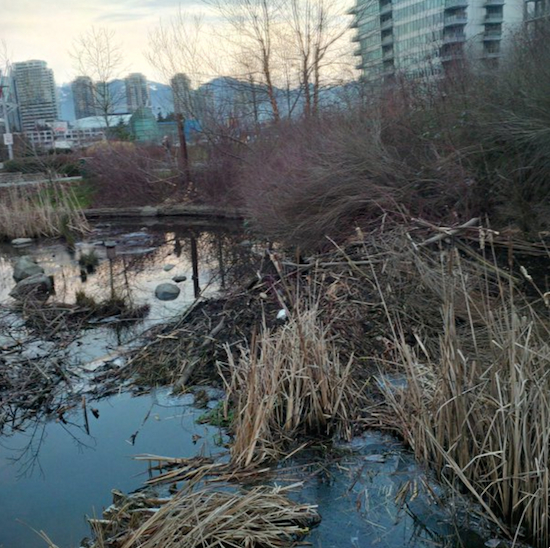 Urban Beavers Move into Vancouver’s Olympic Village | Destination Vancouver