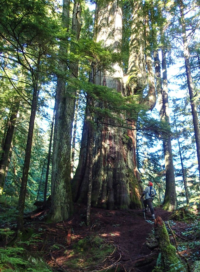Where to See Big Trees in Vancouver | Destination Vancouver