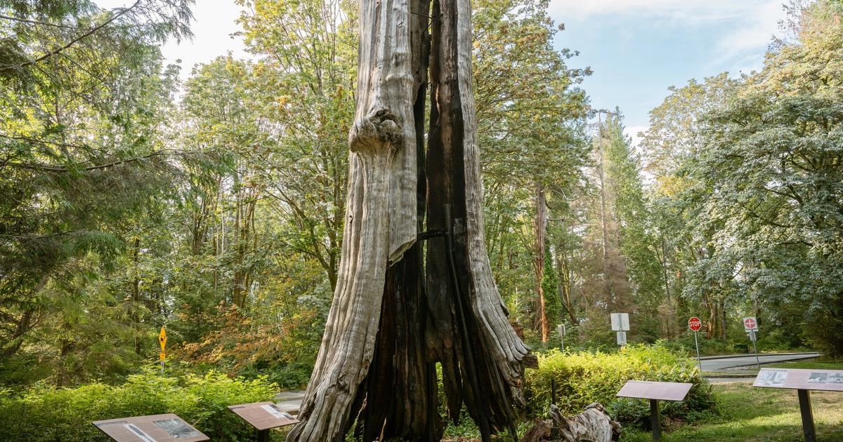 Hollow Tree | Destination Vancouver