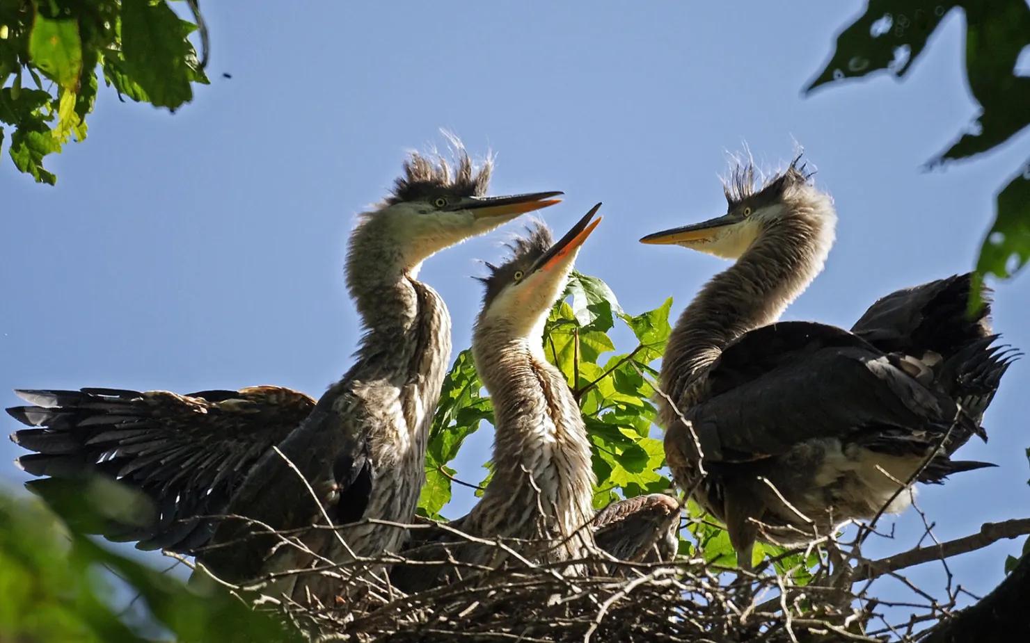 How to See Nesting Great Blue Herons in Vancouver | Destination Vancouver