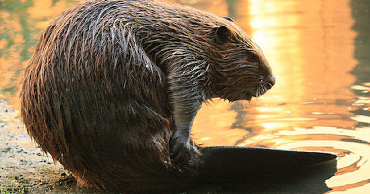 Urban Beavers Move into Vancouver’s Olympic Village | Destination Vancouver