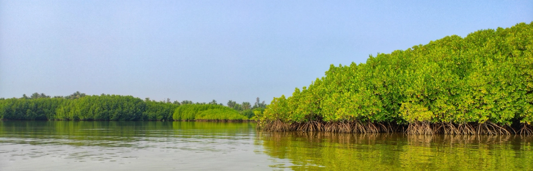 Regenerative ecosystems