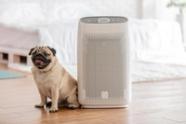 Can You Use Tap Water In A Humidifier HomeAlliance