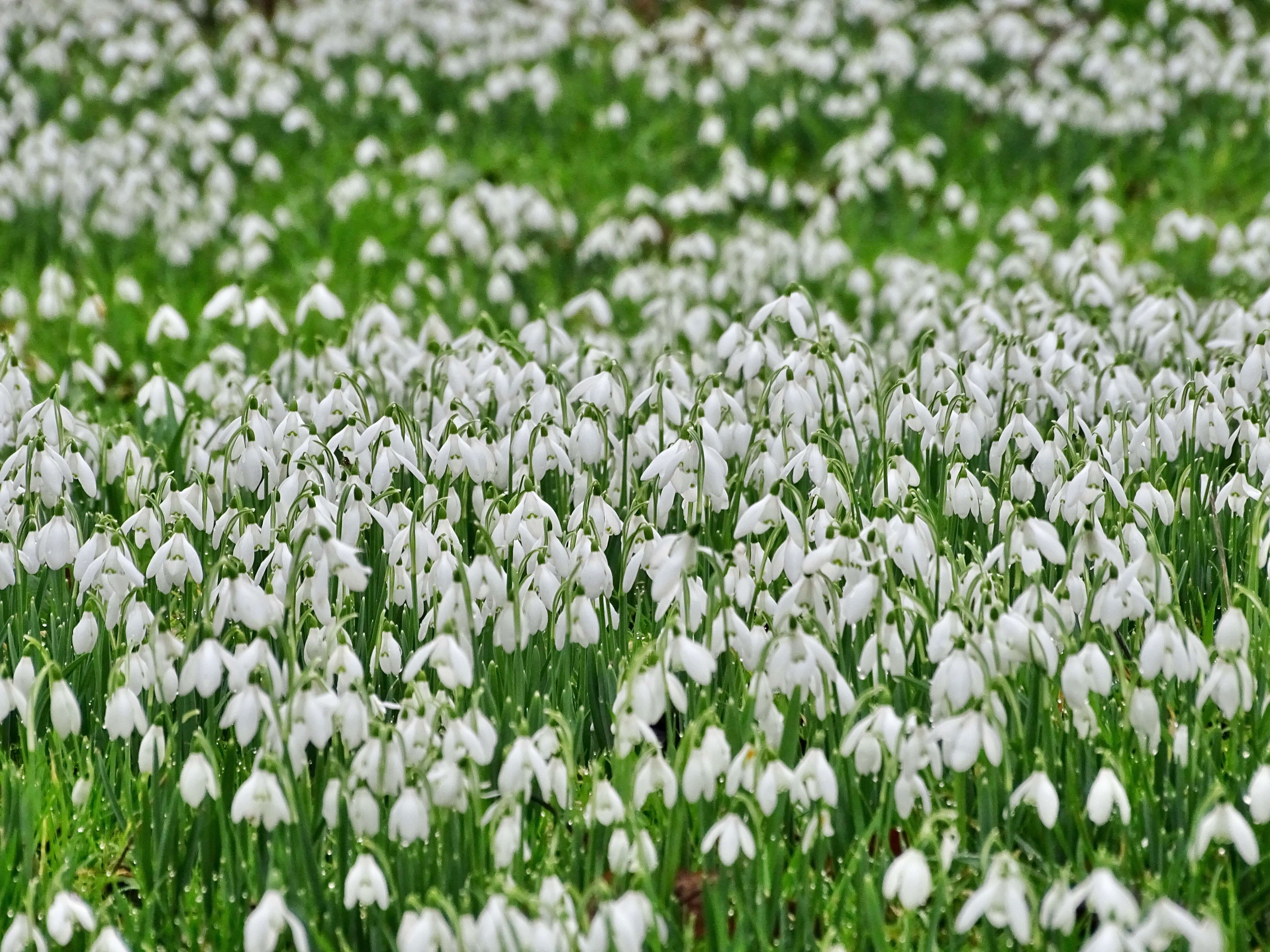 When to plant snowdrop bulbs - Sproutl