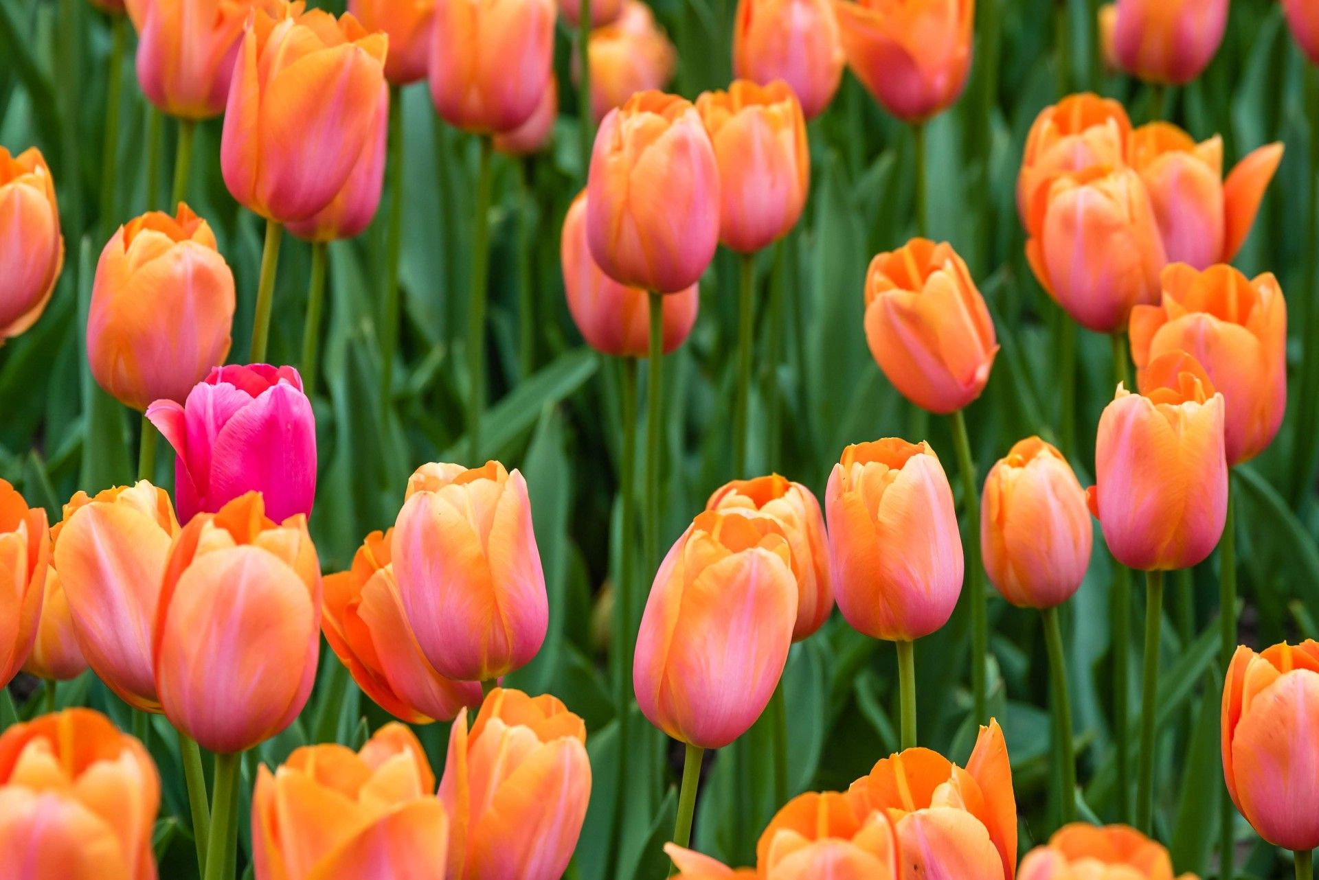 When to plant tulip bulbs - Sproutl