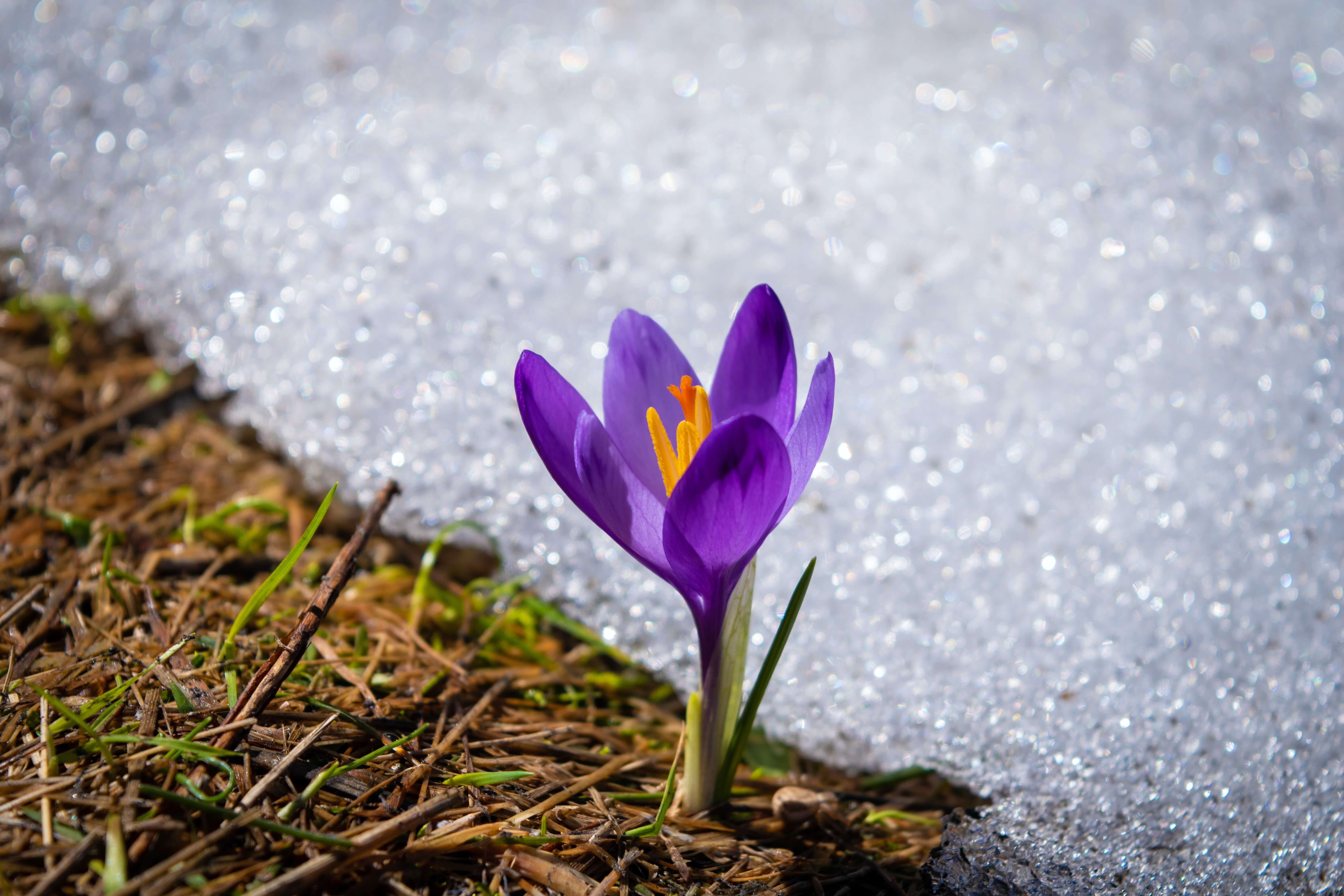 When to plant crocus bulbs - Sproutl