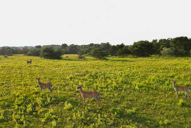 Nantucket Hunting Season