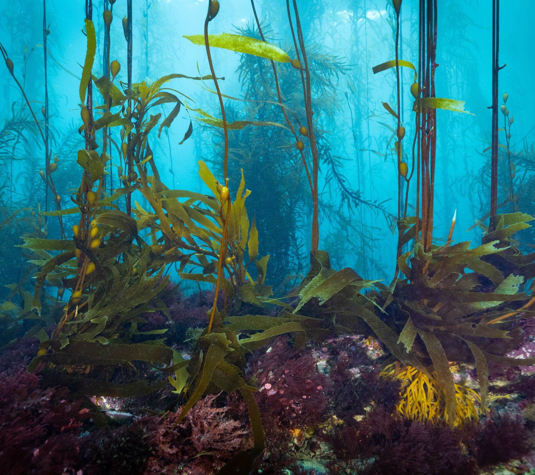 What is happening to Australia's Great Southern Reef? | Reflections