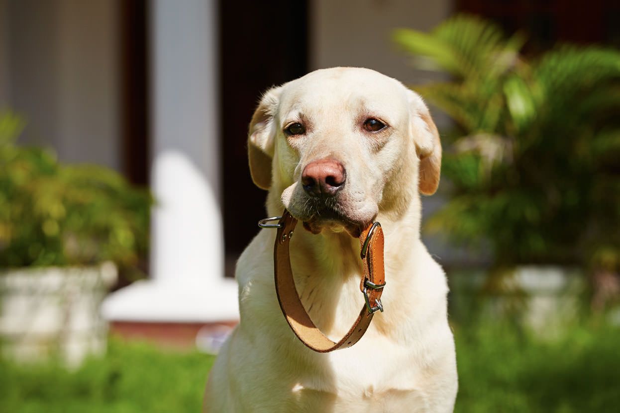 Establish clear, effective communication with your dog. | Dog Tags ...