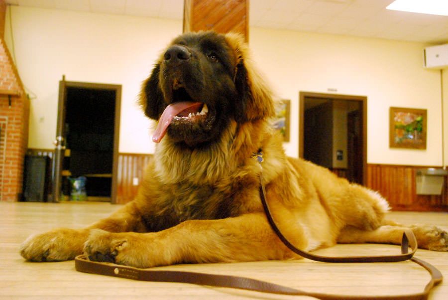 Resources | Dog Tags Training School