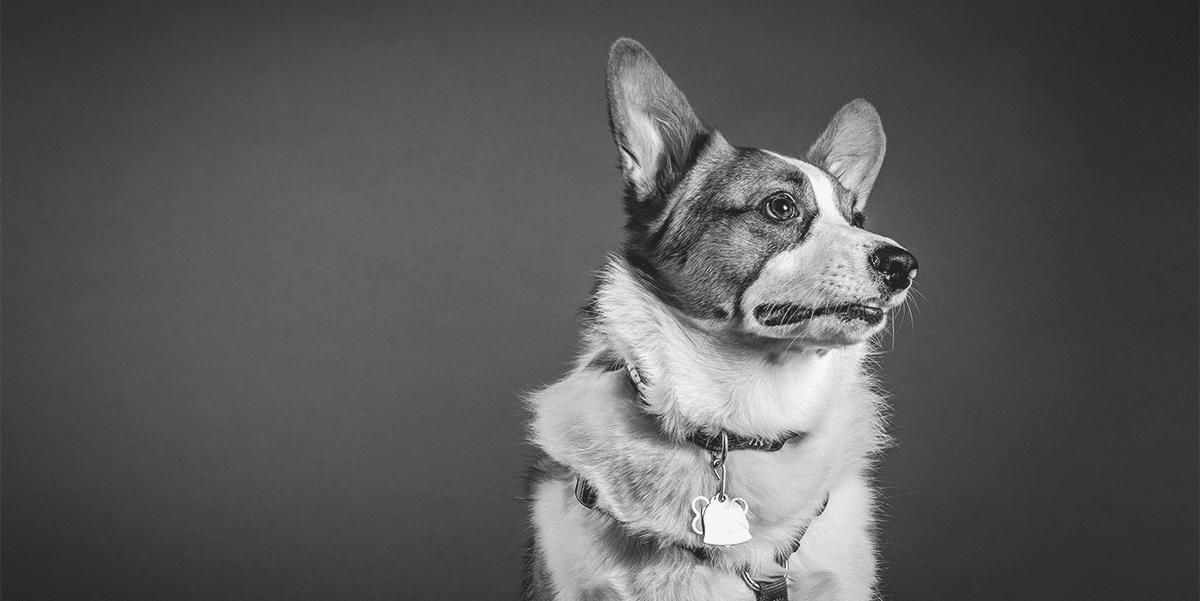 What can corgis teach us about Neanderthals? | Helix