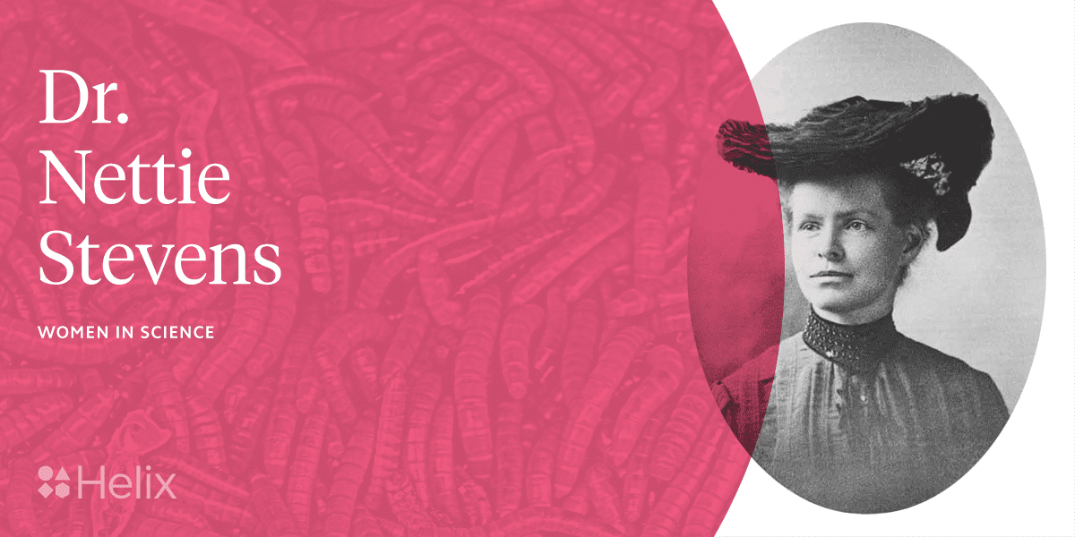 Dr. Nettie Stevens: Making genetics history with mealworms | Helix