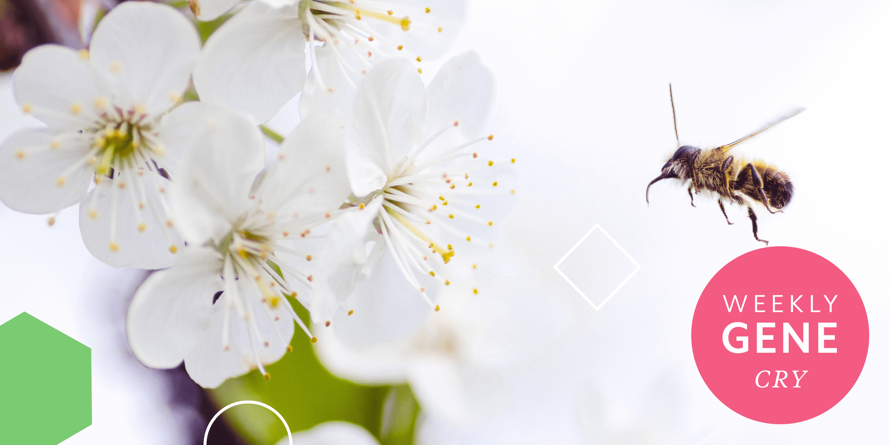 A good CRY goes a long way for humans and bees | Helix