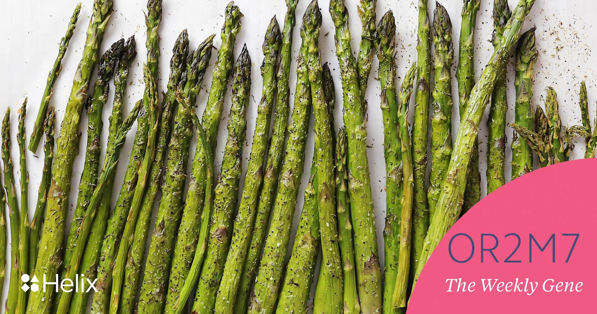 Asparagus, genetics, and your incredibly complex sense of smell | Helix