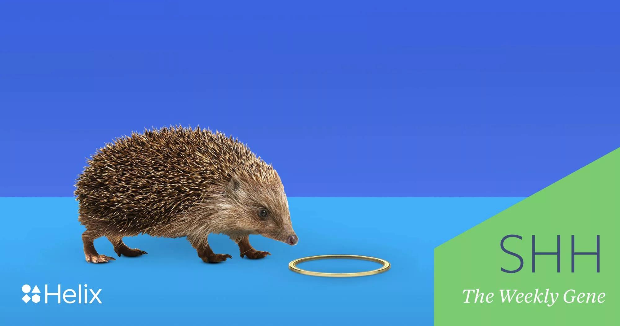 This gene gives fingers to humans—and legs to snakes | Helix