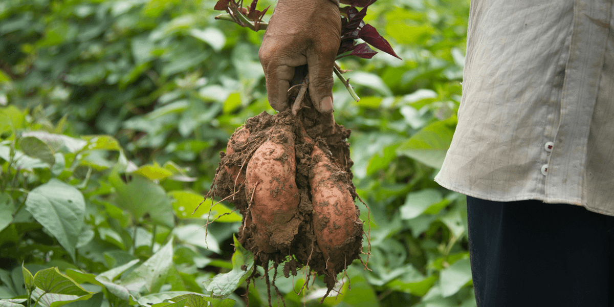 How might the sweet potato rewrite human history? | Helix