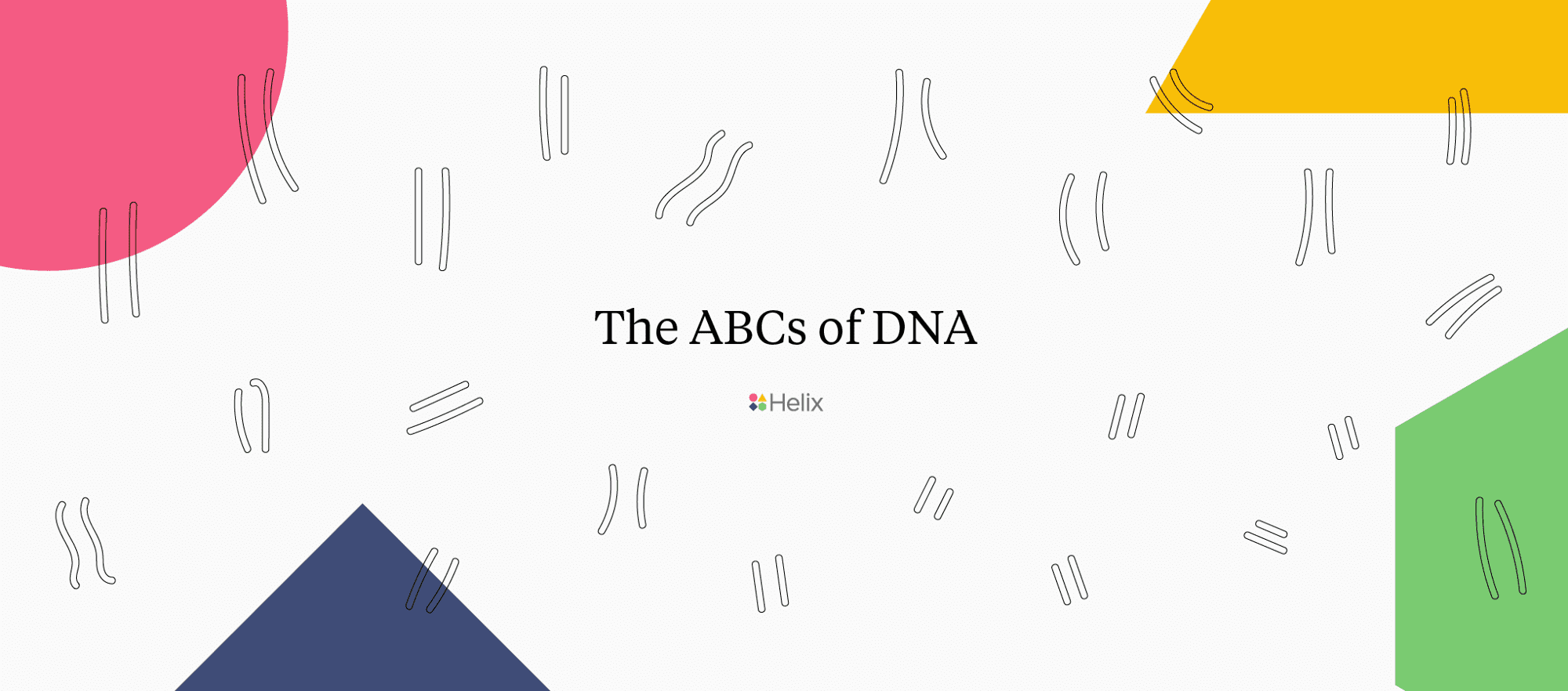 The ABCs of DNA: a glossary of genetic terms | Helix
