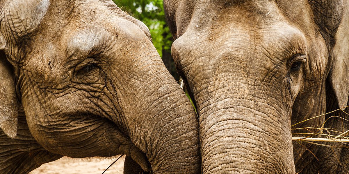 Do humans have zombie DNA? | Helix